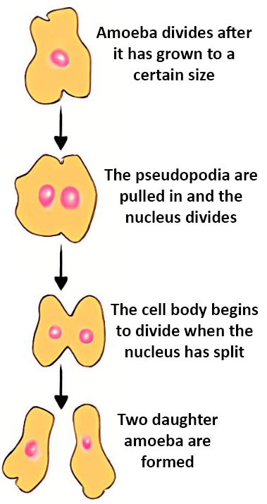 NCERT Revision Notes for Reproduction in Organisms Class 12 Biology ...