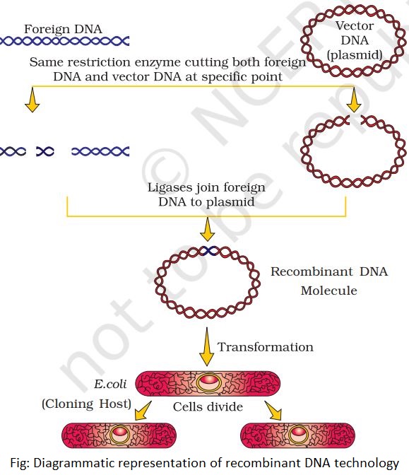 NCERT Revision Notes for Chapter 9 Biotechnology: Principles and ...