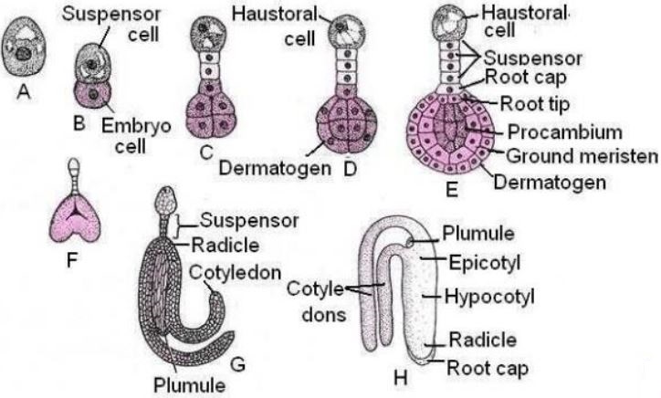 NCERT Revision Notes for Chapter 1 Sexual Reproduction in Flowering ...